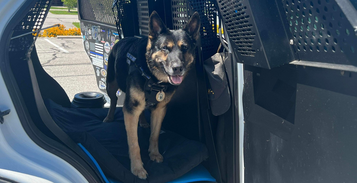 The Critical Role of Working K9's & Why Their Safety Comes First ...
